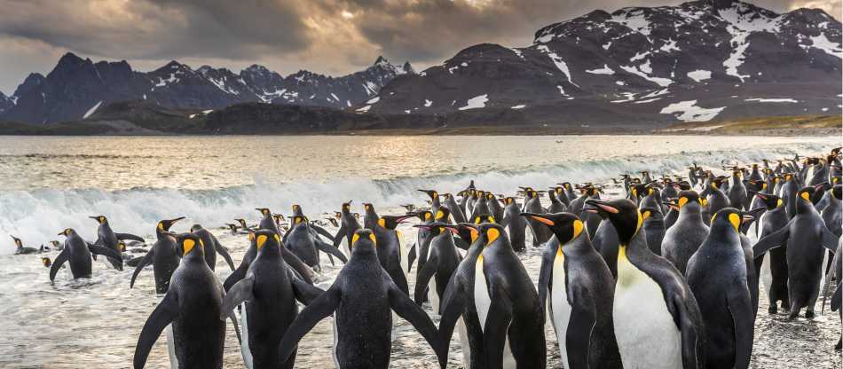 Antarctica and Arctic Voyages & Cruises | World Expeditions