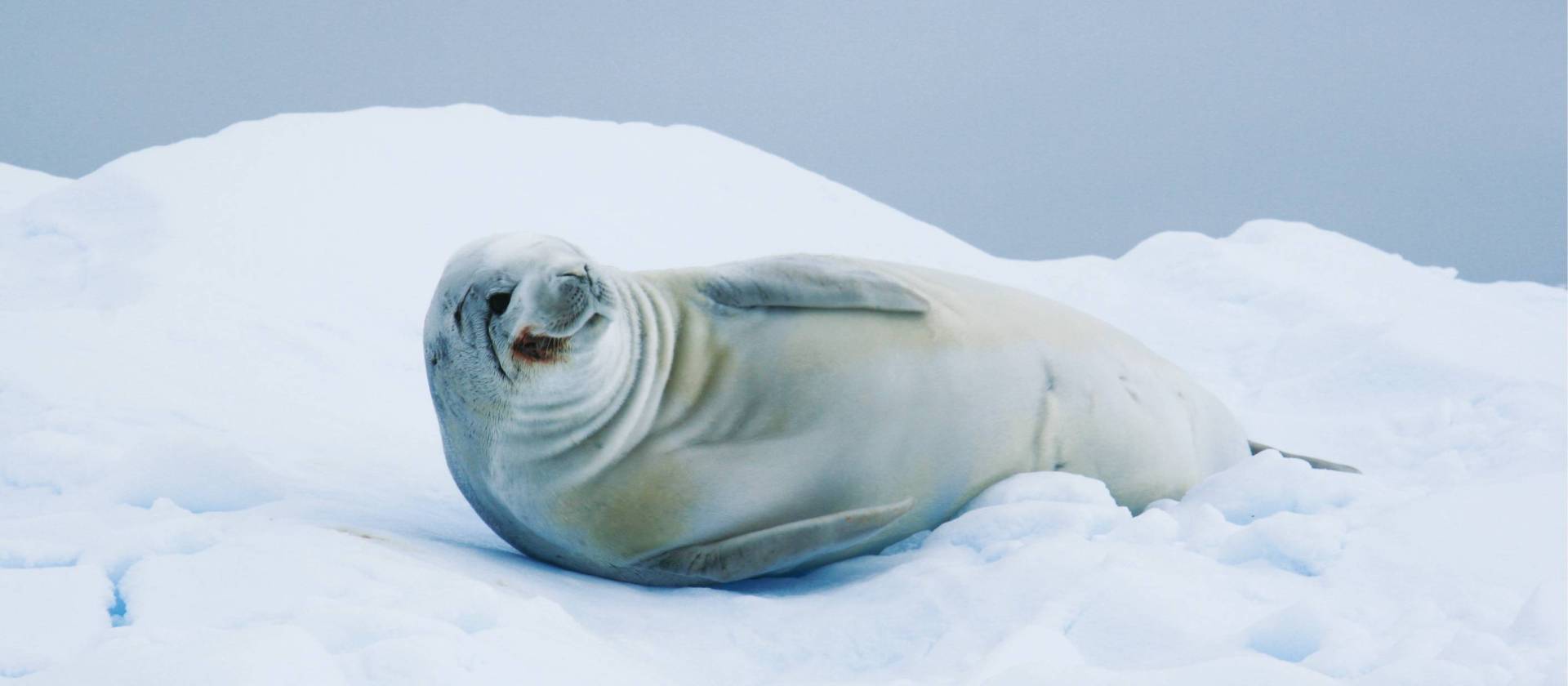 Amazing Antarctic Odyssey Trip | Antarctic Cruise | On Water Expeditions