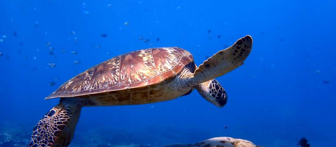 Snorkelling Techniques & Safety: A Beginner's Guide | On Water Ex